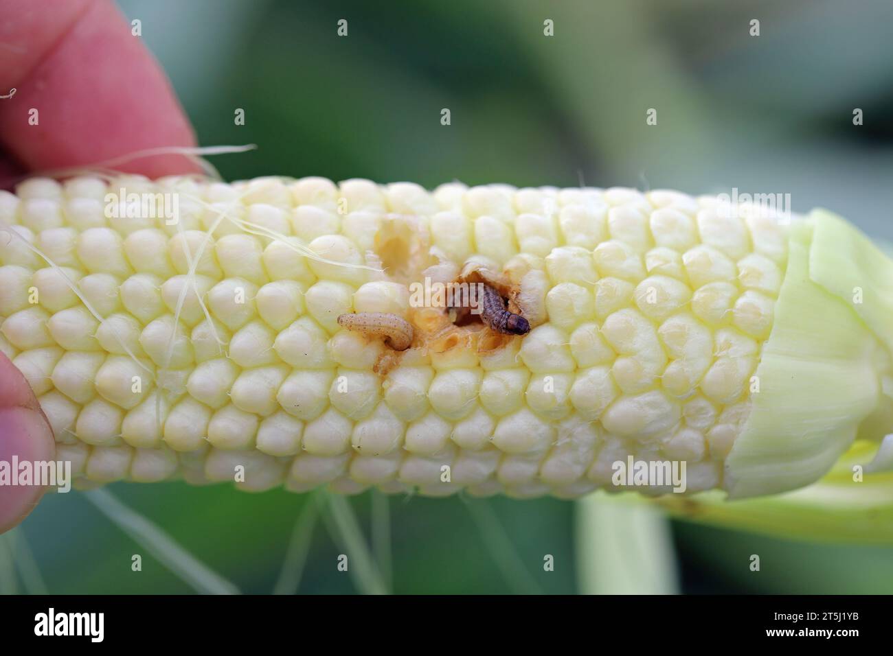Maize, corn cob damaged by larva, caterpillar of European Corn Borer ...