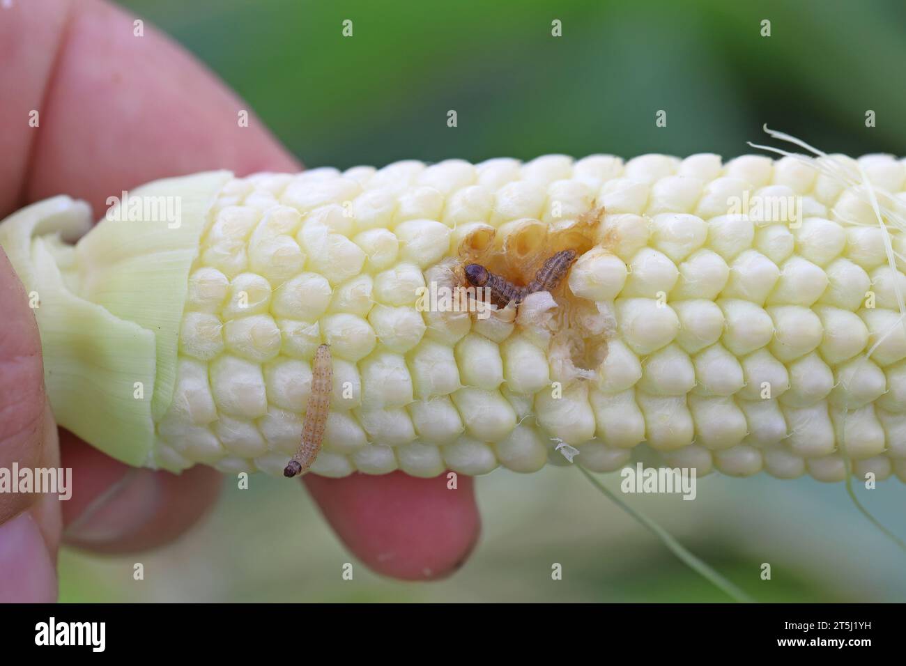 Maize, corn cob damaged by larva, caterpillar of European Corn Borer (Ostrinia nubilalis). It is ...