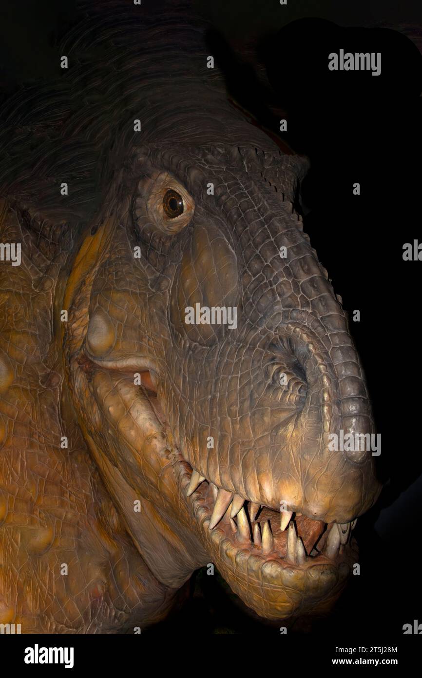 Trex t rex tyrannosaurus hi-res stock photography and images - Alamy