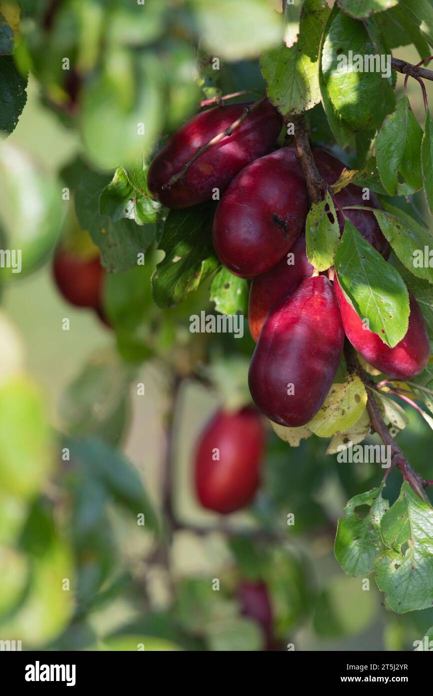 Prunus domestica tree hi-res stock photography and images - Alamy