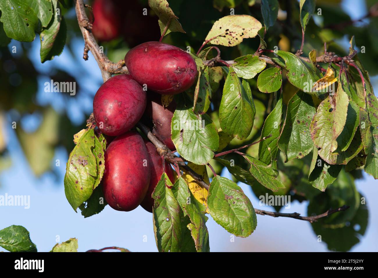Plum tree autumn hi-res stock photography and images - Alamy