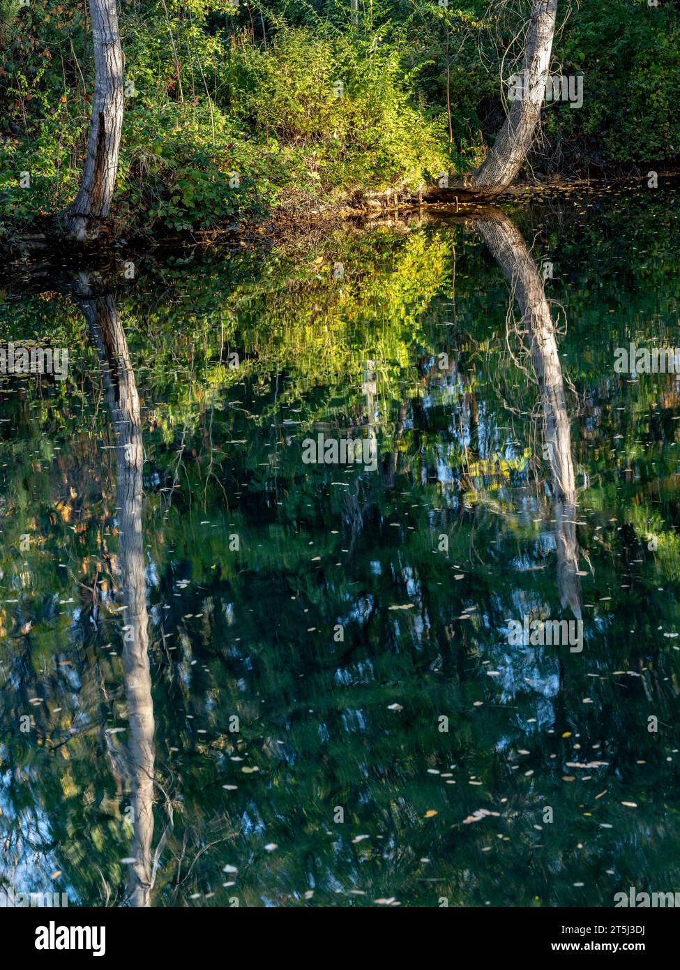 Beautiful peaceful scene of trees and pond reflection Stock Photo - Alamy