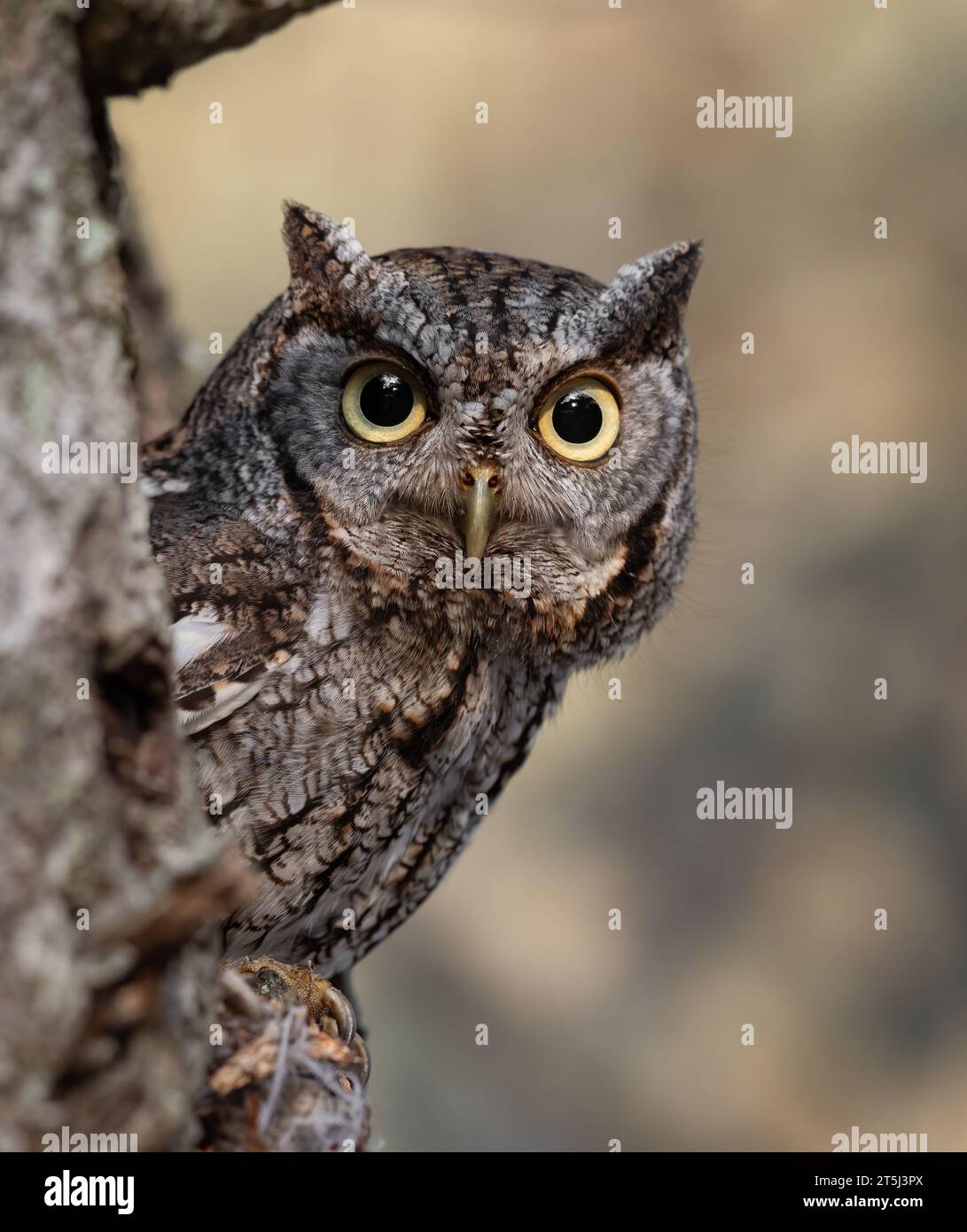 Eastern screech owl in Florida Stock Photo - Alamy