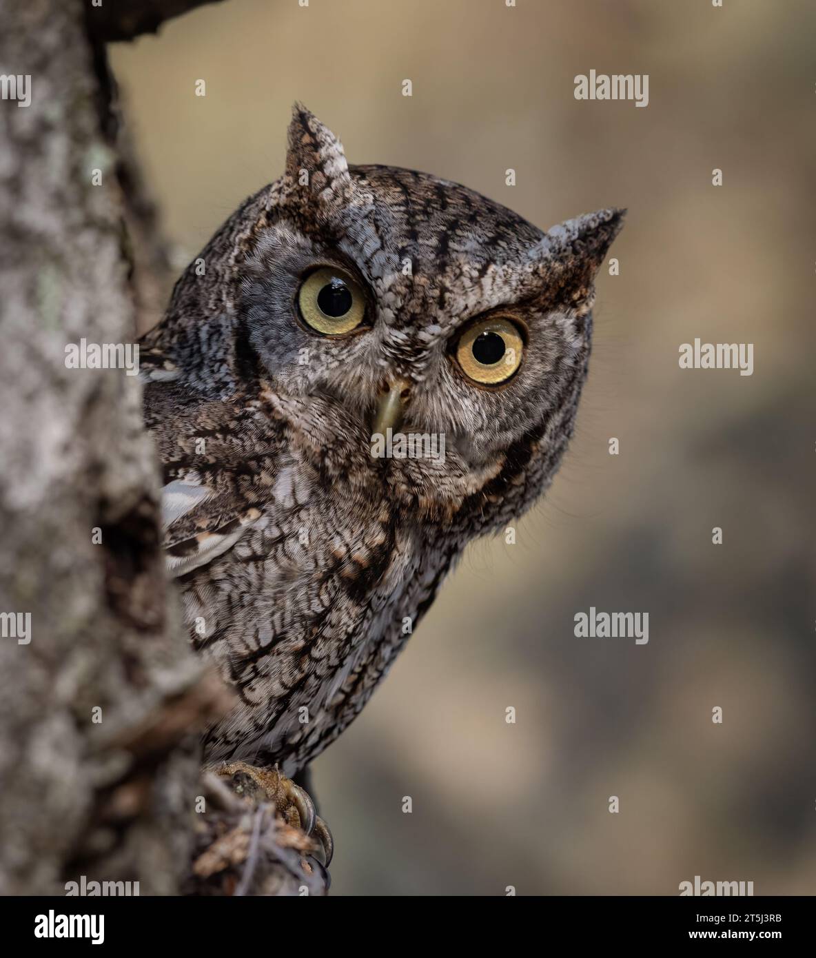 Eastern screech owl in Florida Stock Photo - Alamy