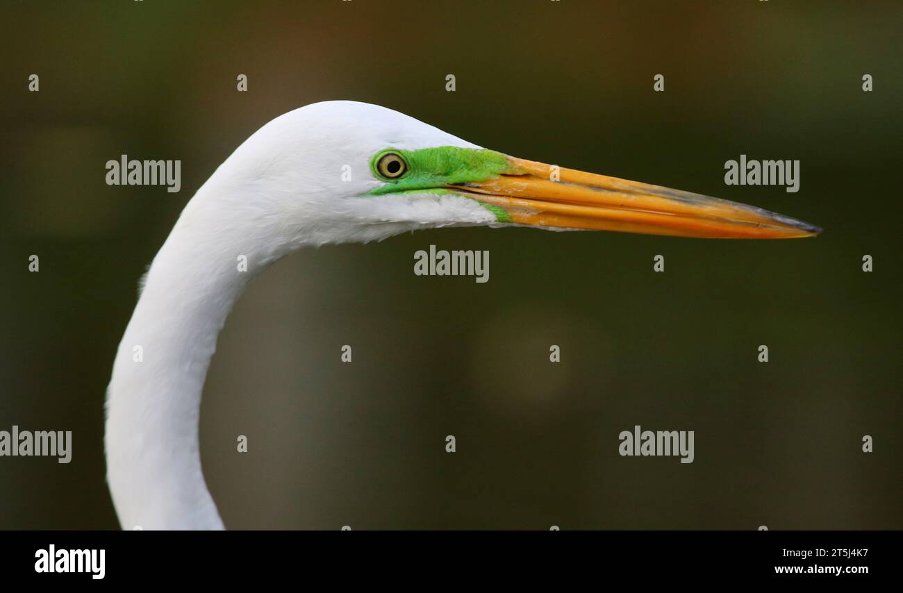 The face of a Great Egret(Ardea alba) hunting in a pond in Punta Cana ...