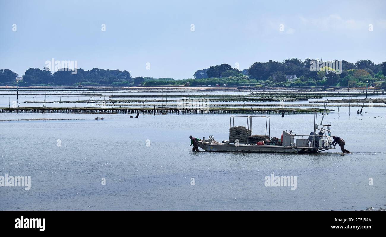 Two workers pulling a boat at oyster farm in Brittany, France Stock ...