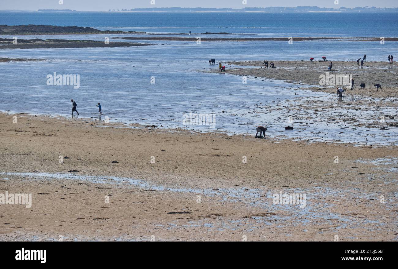 People harvesting shellfishes on a sea floor during low-tide in ...