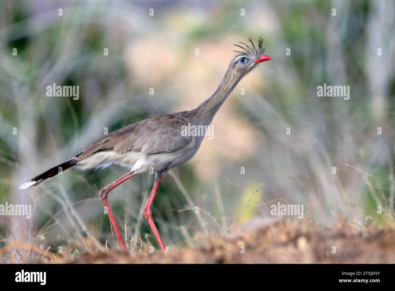Red-legged Seriema (Cariama cristata), isolated, walking in the middle ...