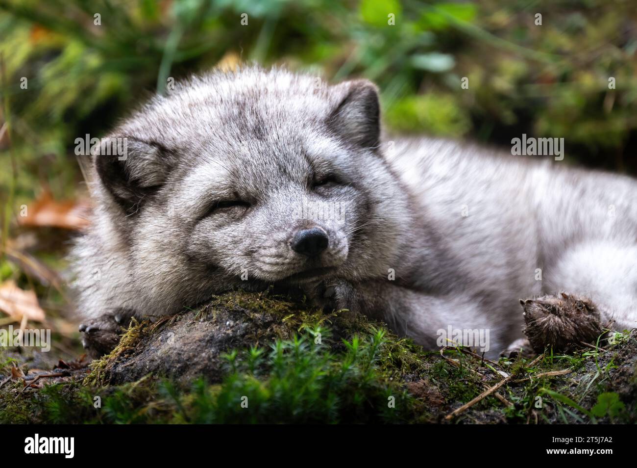 Arctic fox (Vulpes lagopus), also known as the white fox, polar fox, or ...