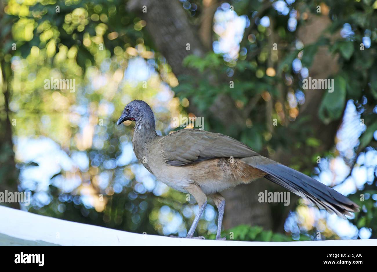 Chachalaca bird hi-res stock photography and images - Alamy