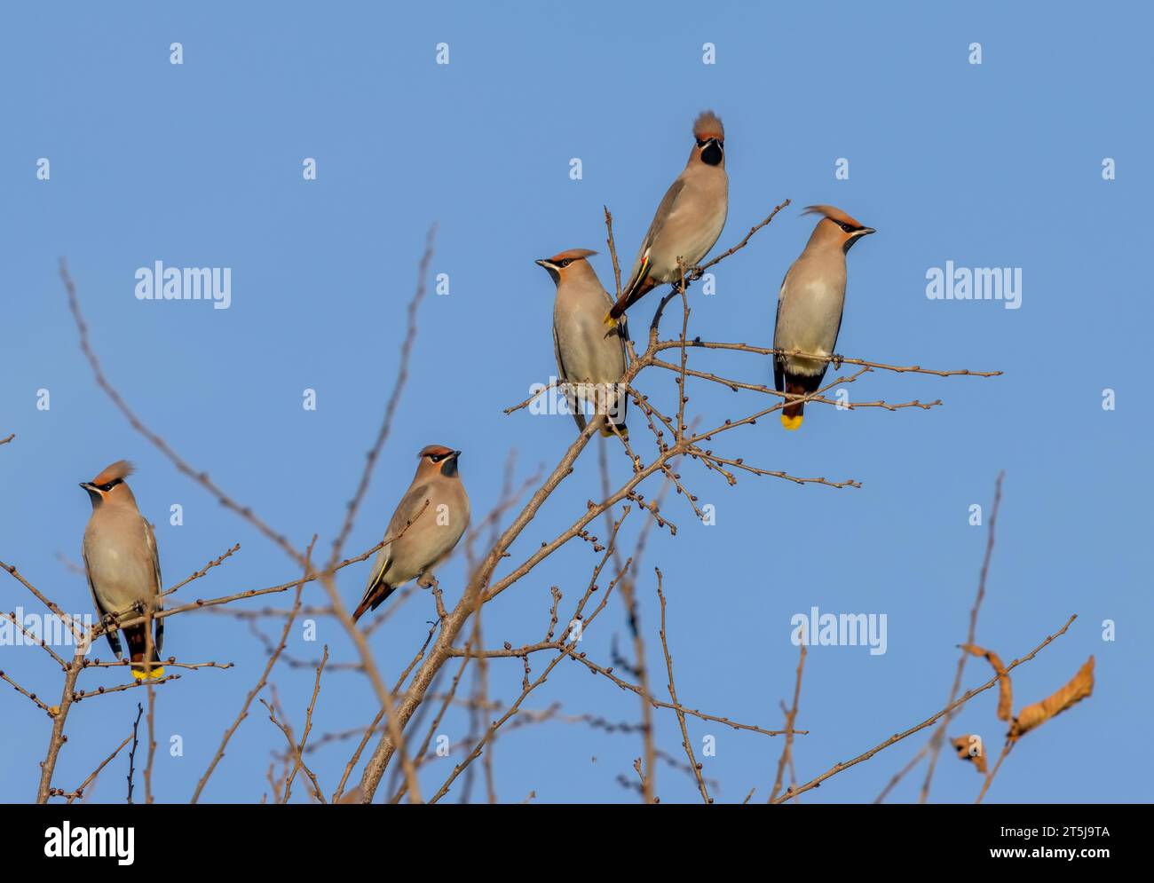Five Bohemian waxwing birds at the top of a tree with bright blue ...