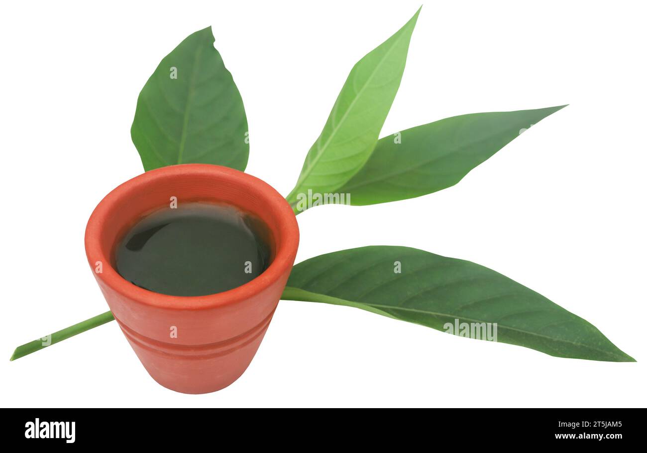 Adhatoda vasica or medicinal Basak leaves with extract in a small clay ...