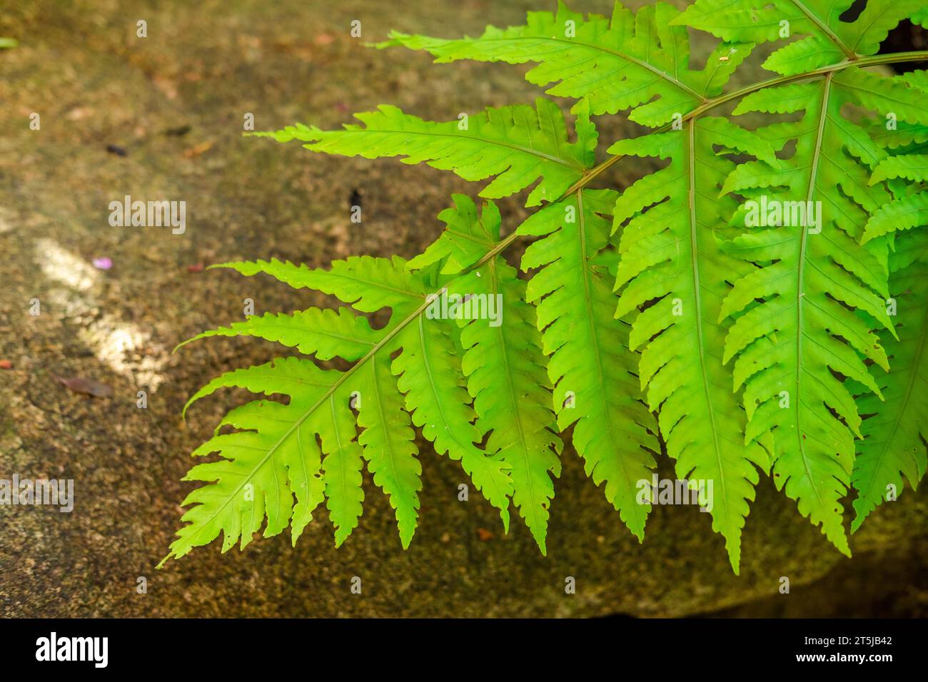 Green lush foliage moss and fern in reshness plant garde, rainforest ...