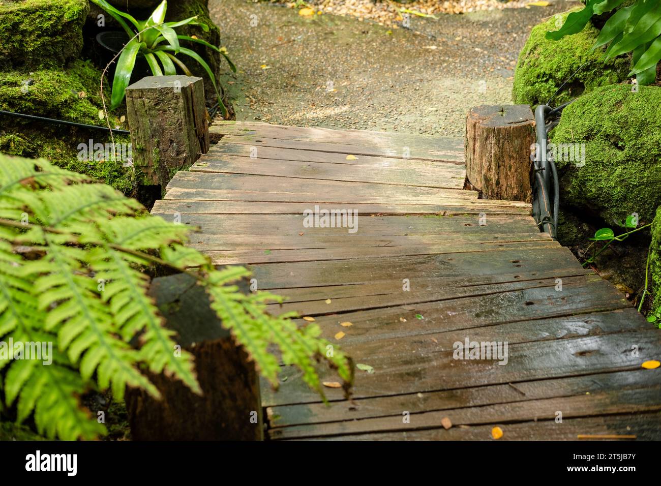 Green lush foliage moss and fern in reshness plant garde, rainforest ...