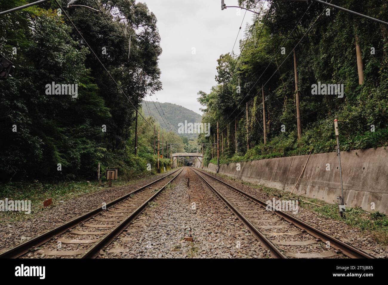 Railway train tracks leading through a lush, green Japanese forest in ...