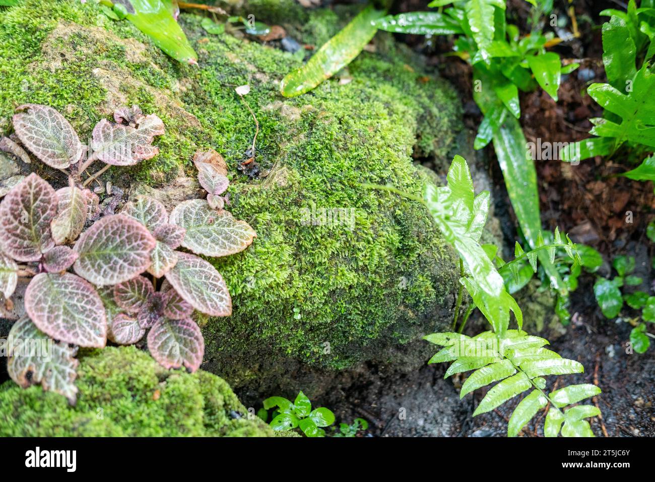 Green lush foliage moss and fern in reshness plant garde, rainforest ...