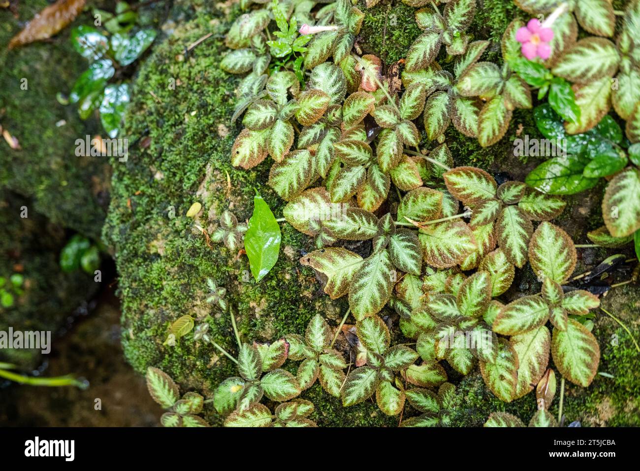 Green lush foliage moss and fern in reshness plant garde, rainforest ...