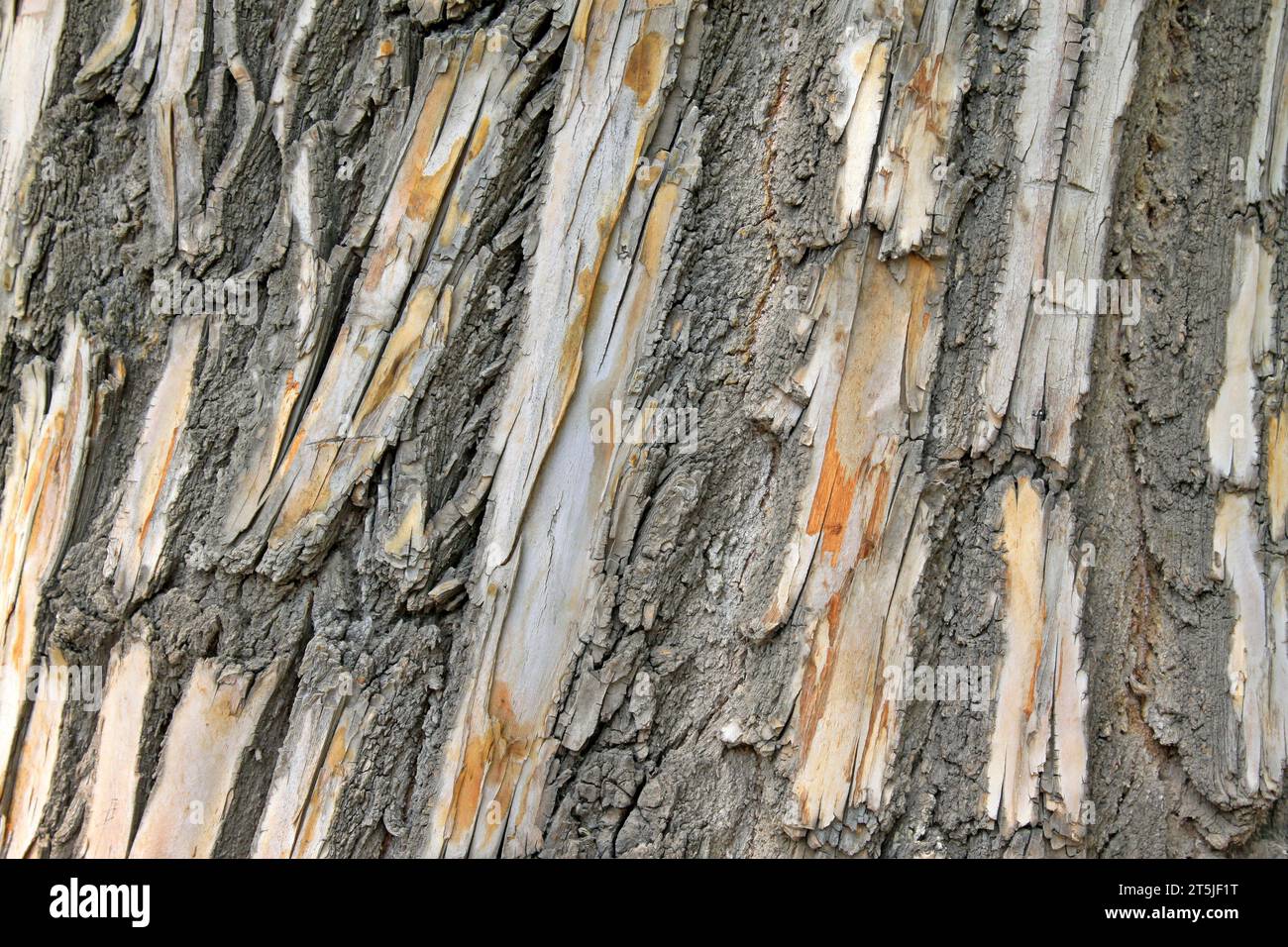 dry bark, closeup of photo Stock Photo - Alamy