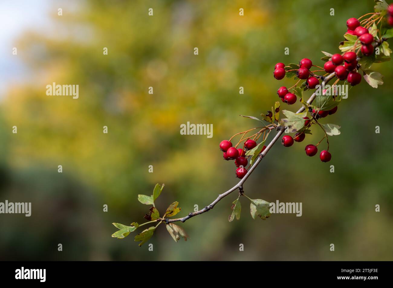 A branch full of small red berries of autumn Stock Photo - Alamy