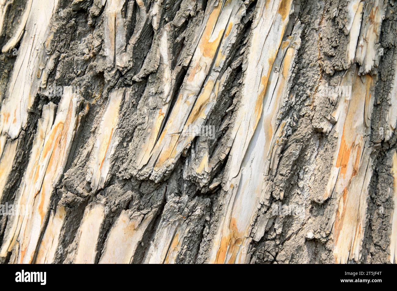 dry bark, closeup of photo Stock Photo - Alamy