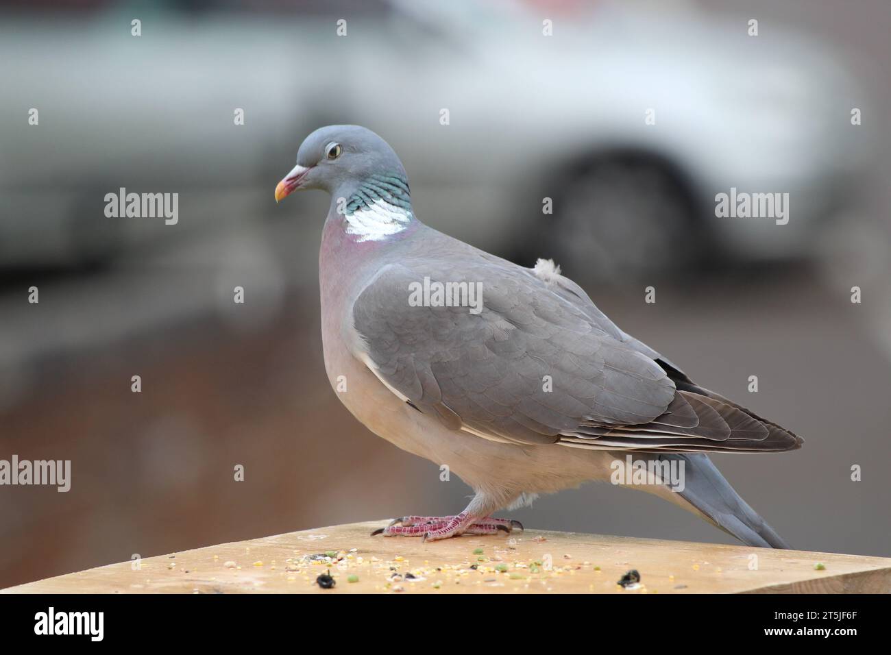 Armando pigeon hi-res stock photography and images - Alamy