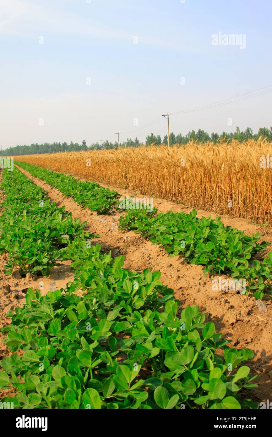 Peanut seedling and mature wheat, closeup of photo Stock Photo - Alamy