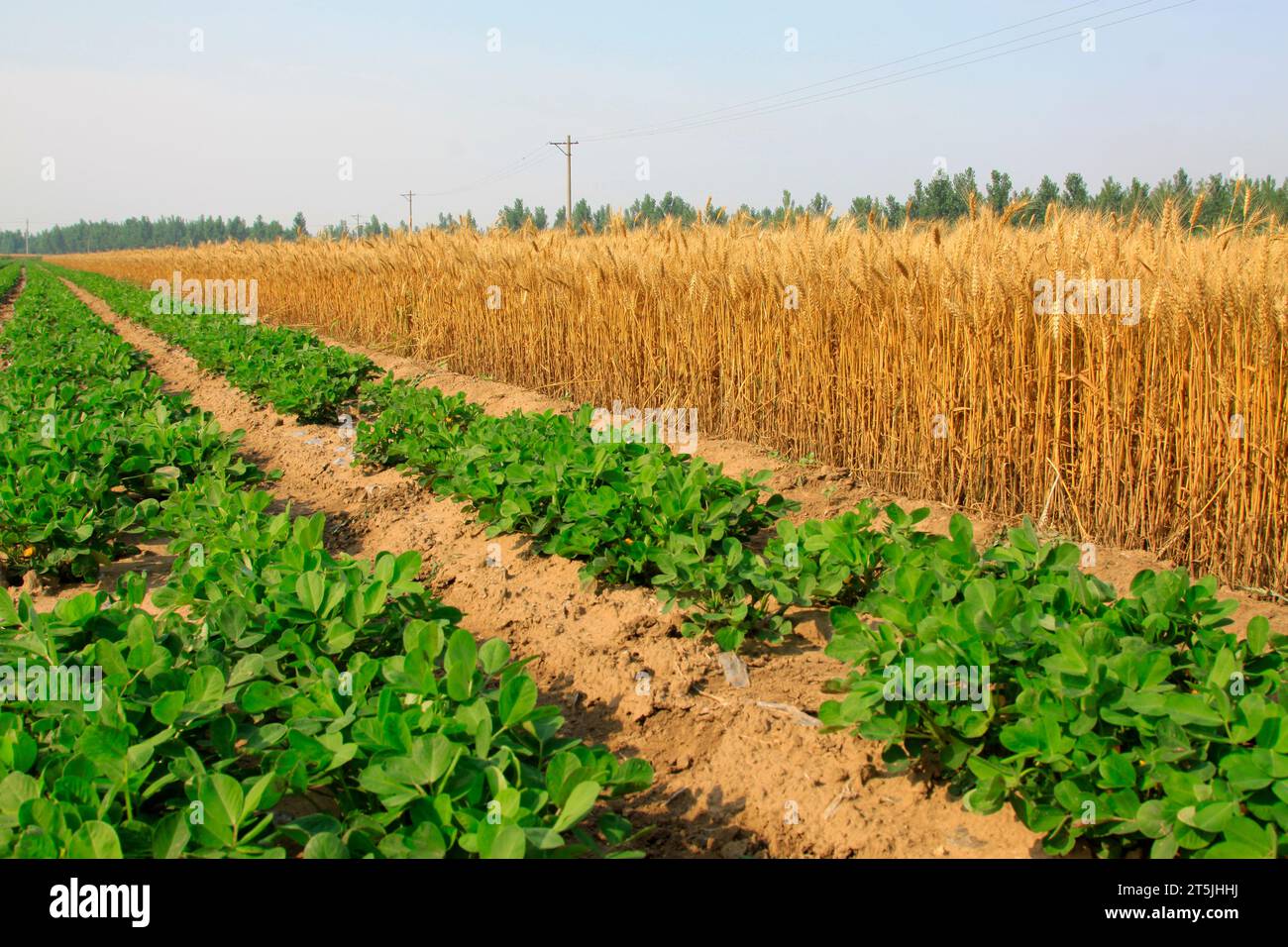 Peanut seedling and mature wheat, closeup of photo Stock Photo - Alamy