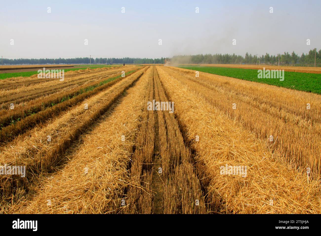 wheat field after harvesting, closeup of photo Stock Photo - Alamy