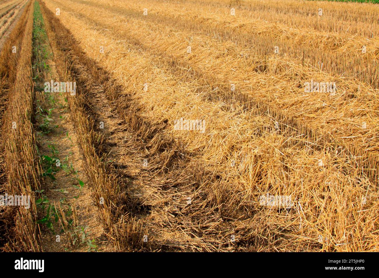 wheat field after harvesting, closeup of photo Stock Photo - Alamy