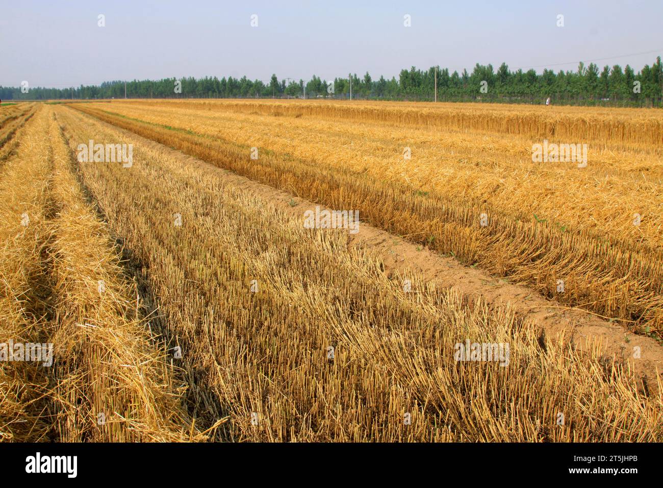 wheat field after harvesting, closeup of photo Stock Photo - Alamy