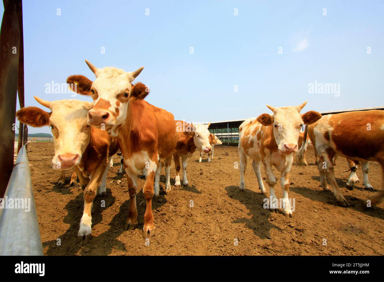Beef cattle in a farms, closeup of photo Stock Photo - Alamy
