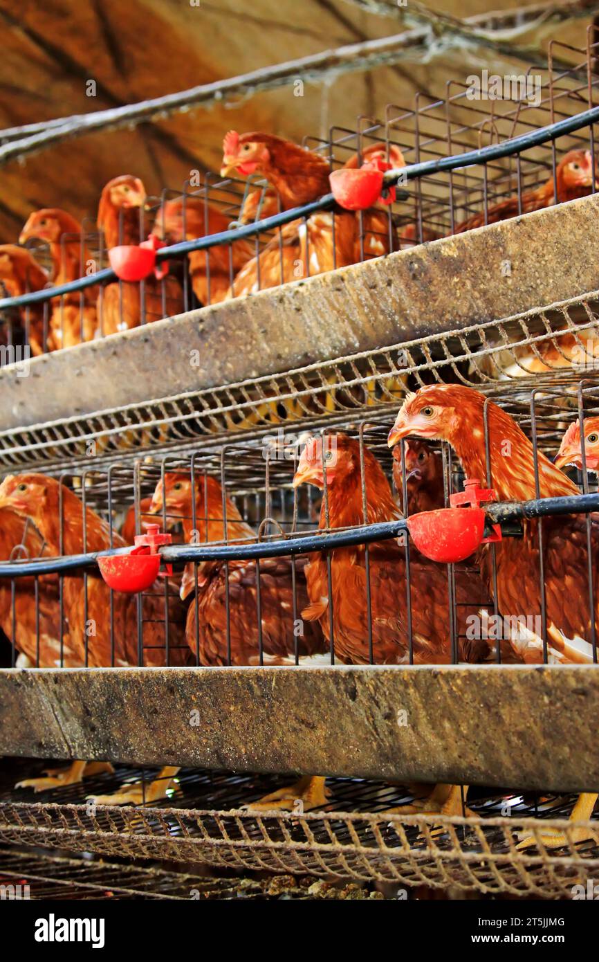 Cage layers hi-res stock photography and images - Alamy