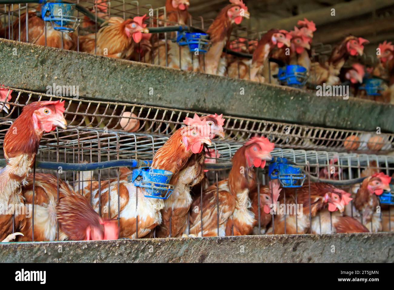 Many layers hens in the farm, closeup of photo Stock Photo - Alamy