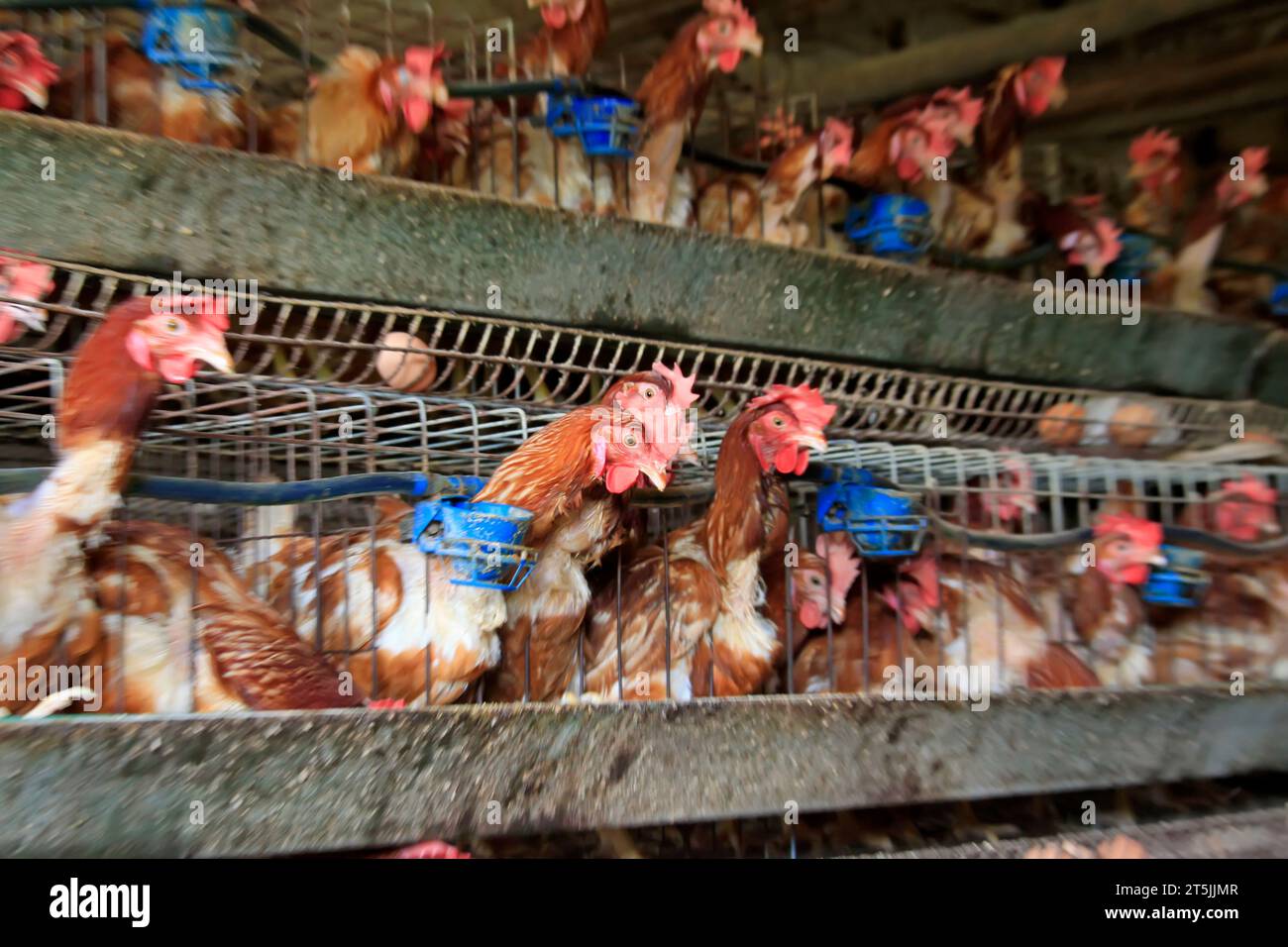 Many layers hens in the farm, closeup of photo Stock Photo - Alamy