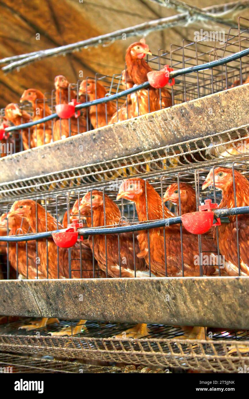 Brown hens farms hi-res stock photography and images - Alamy