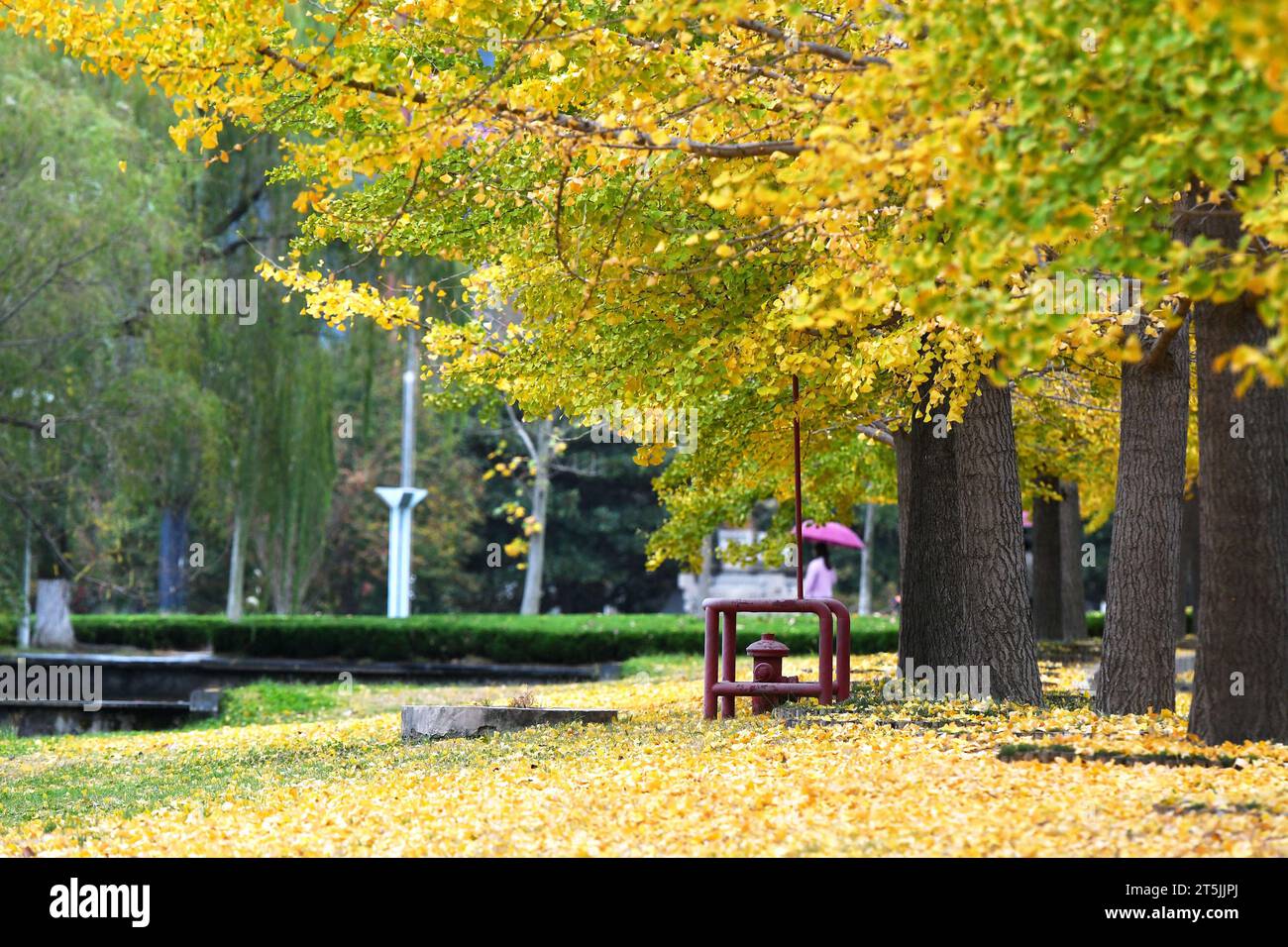 QINGDAO, CHINA - NOVEMBER 4, 2023 - A college student walks next to ...