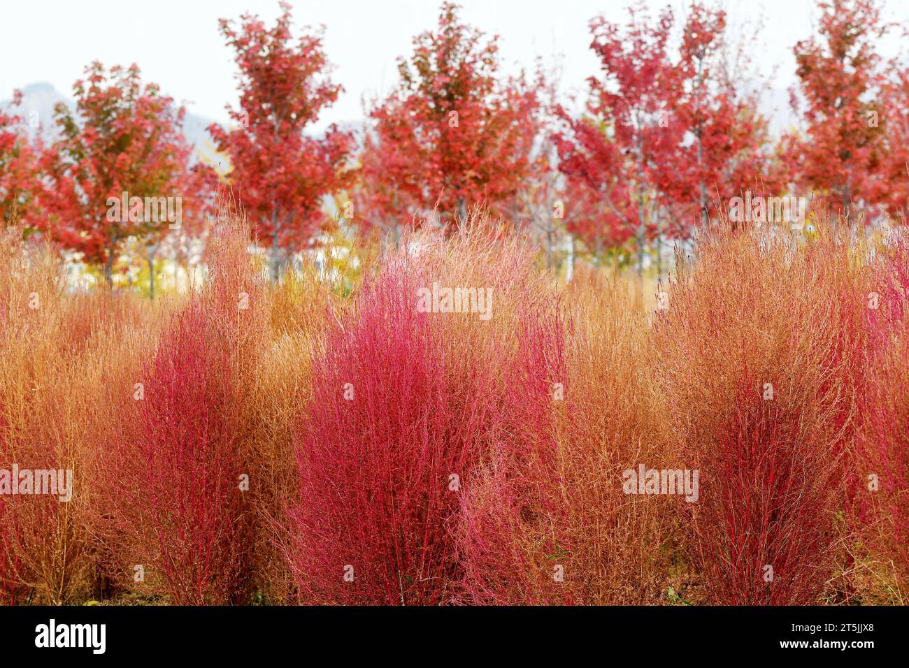 Pink broom hi-res stock photography and images - Alamy