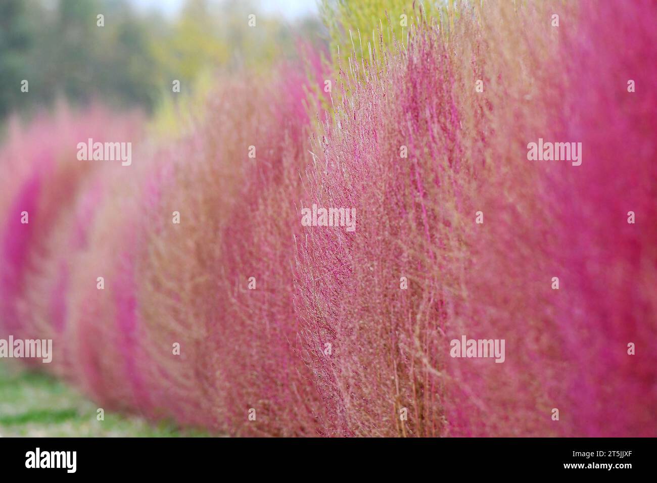 Pink broom hi-res stock photography and images - Alamy