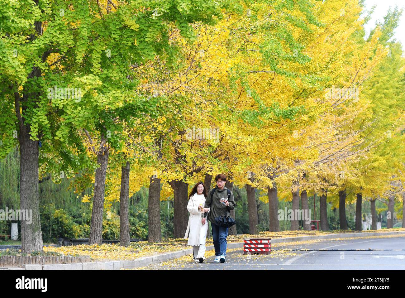 QINGDAO, CHINA - NOVEMBER 4, 2023 - College students walk near ginkgo ...
