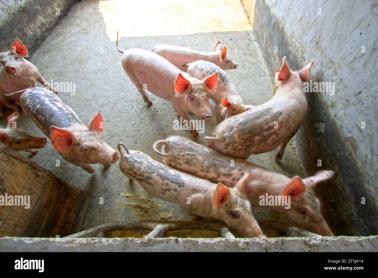 Closeup pig nose in pigsty hi-res stock photography and images - Alamy