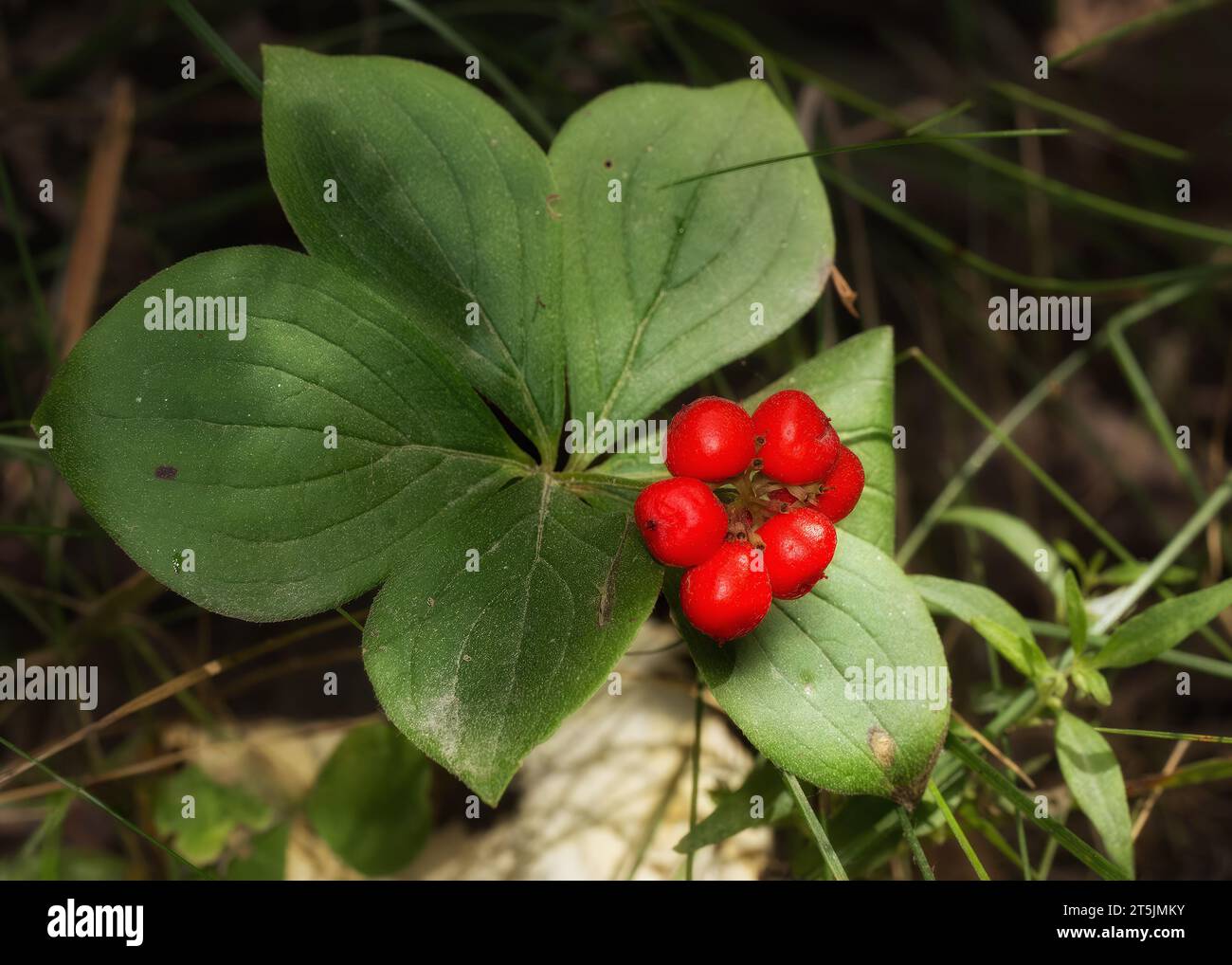 Bunchberry plant (Cornus canadensis) growing in the Chippewa National ...