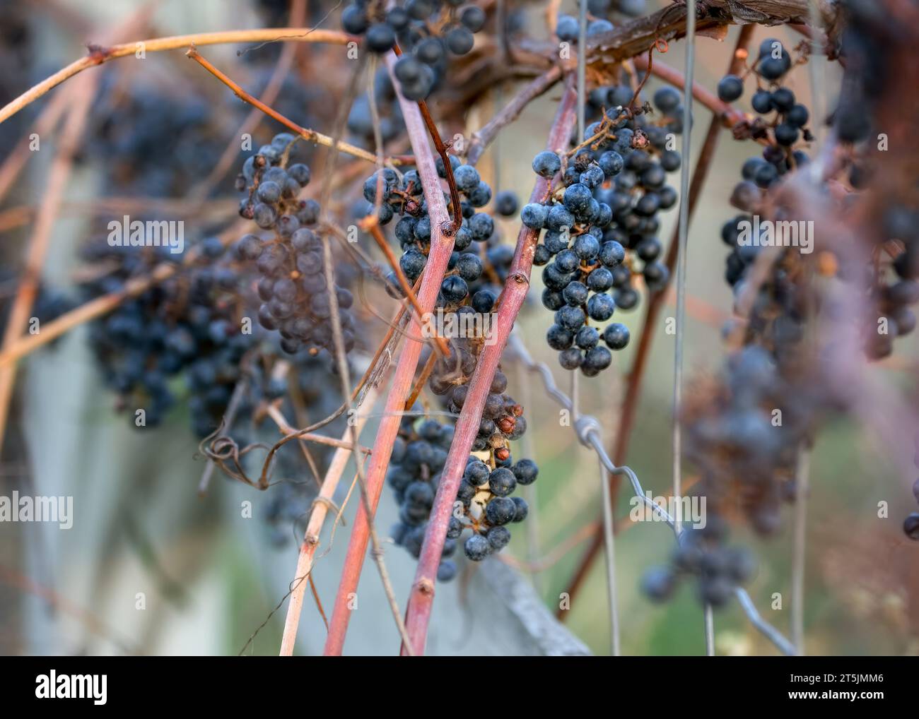 Grapes national hi-res stock photography and images - Alamy