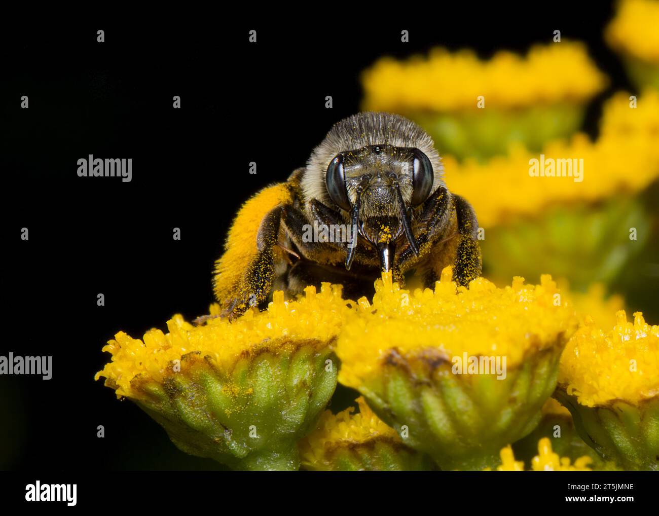 Bumblebee (Bombus) pollinating Common Tansy flower (Tanacetum vulgare ...