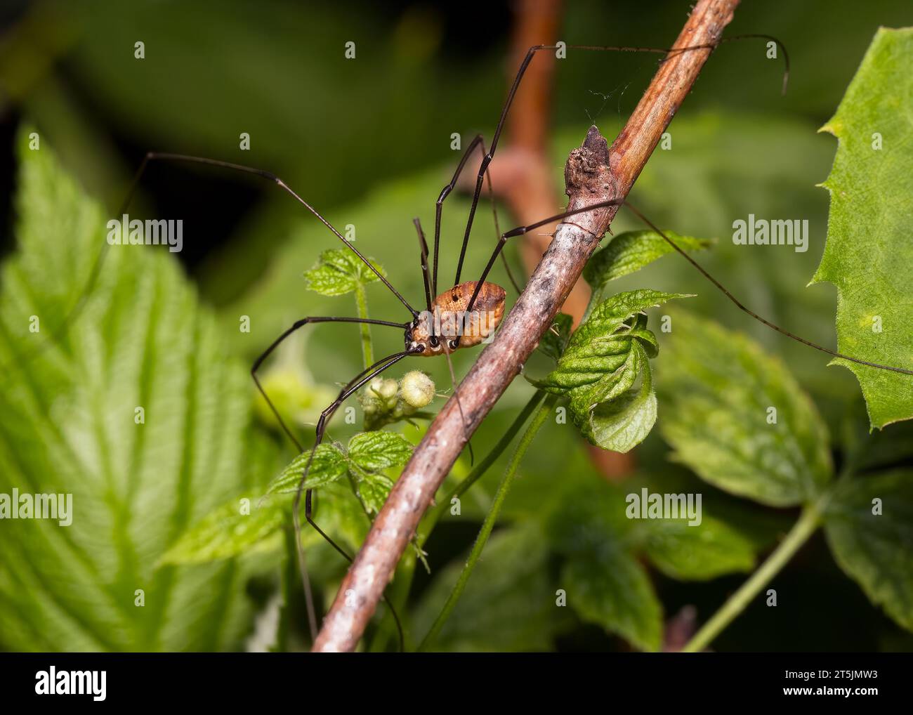 Daddy Longlegs spider (Pholcidae) crawling in foliage in the Chippewa ...