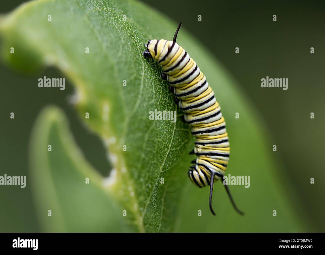Monarch Caterpillar (Danaus plexippus) crawling and eating on some ...