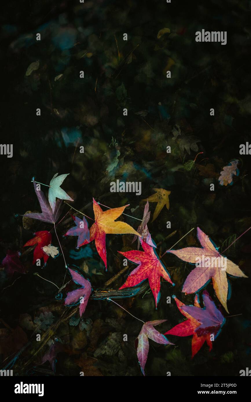 Leaves floating in water hi-res stock photography and images - Alamy