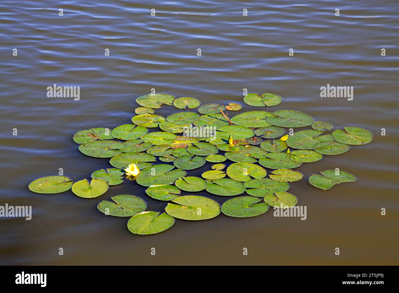 Lilies on water hi-res stock photography and images - Alamy