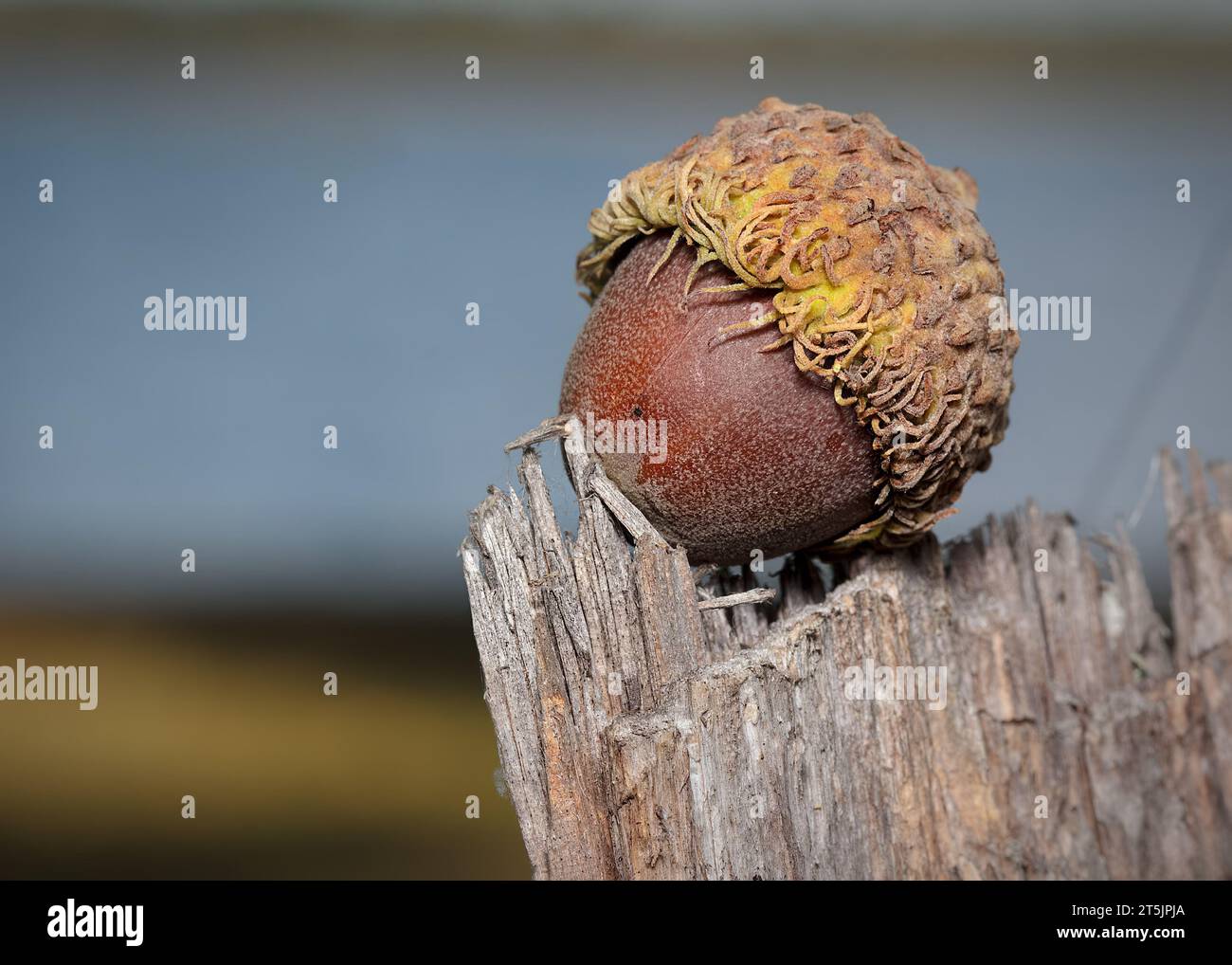 Bur Oak (Quercus macrocarpa) acorn resting on stump in the Chippewa ...