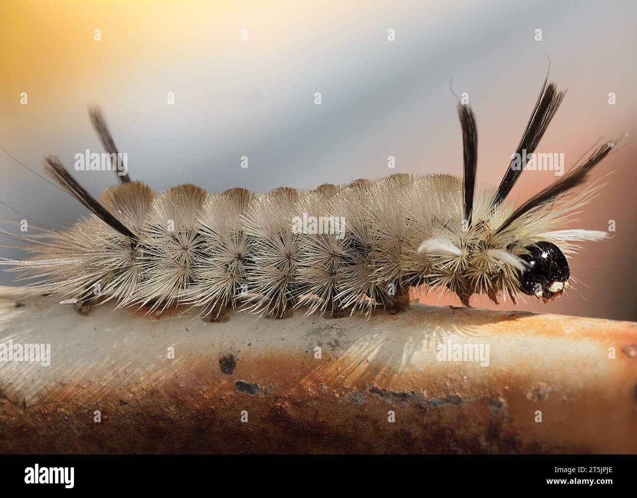 Handsome Banded Tussock moth caterpillar (Halysidota tessellaris ...