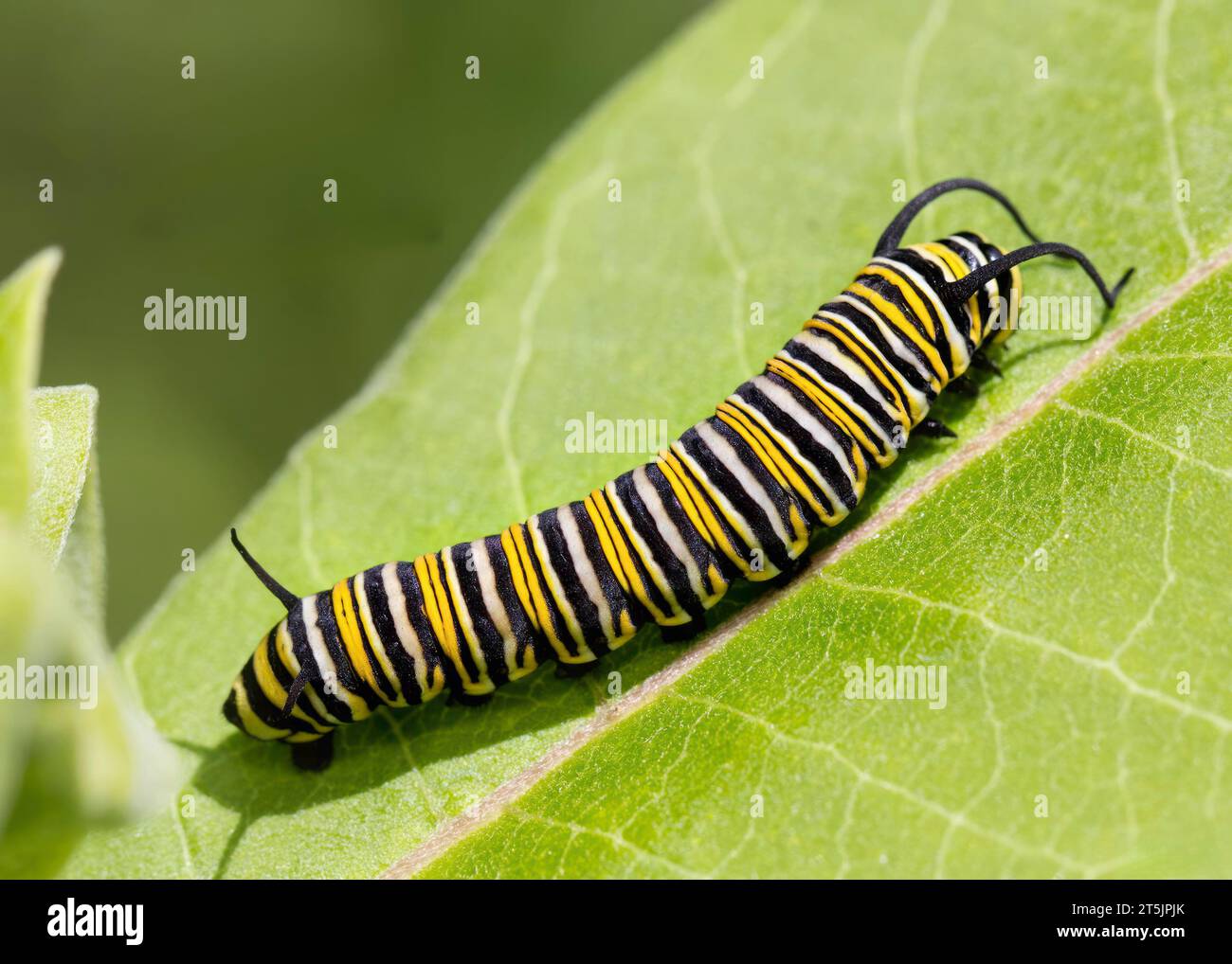 Monarch caterpillar (Danaus plexippus) crawling on milkweed in the ...